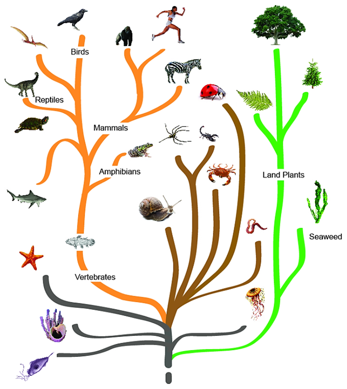 Debunking Evolution - Scientific evidence proving macro-evolution is ...