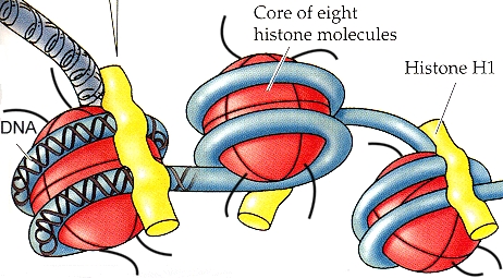 PPT - PCNA PowerPoint Presentation, free download - ID:4570688